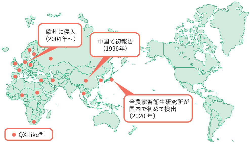 IB対策ワクチン『IB生「科飼研」JPⅢ』 QX-L型株にも有効性を確認 | 鶏鳴新聞 鶏卵・鶏肉・養鶏・畜産総合情報